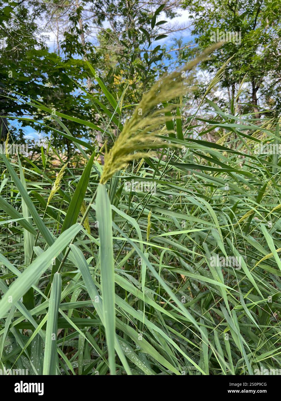 canadian bluejoint (Calamagrostis canadensis Stock Photo - Alamy