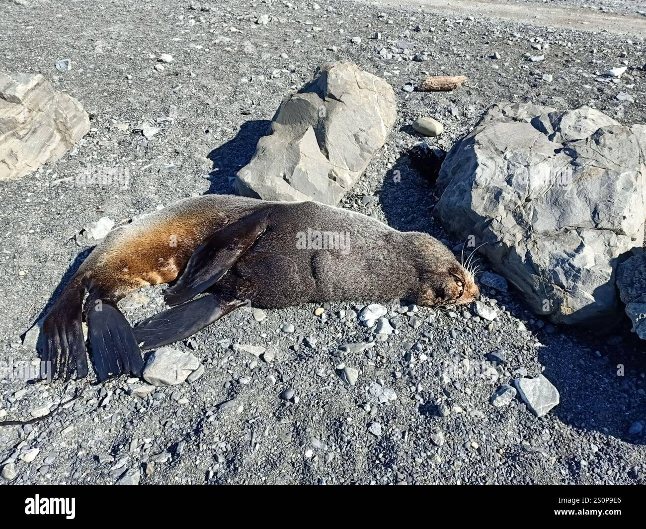 Long-nosed Fur Seal (Arctocephalus forsteri Stock Photo - Alamy
