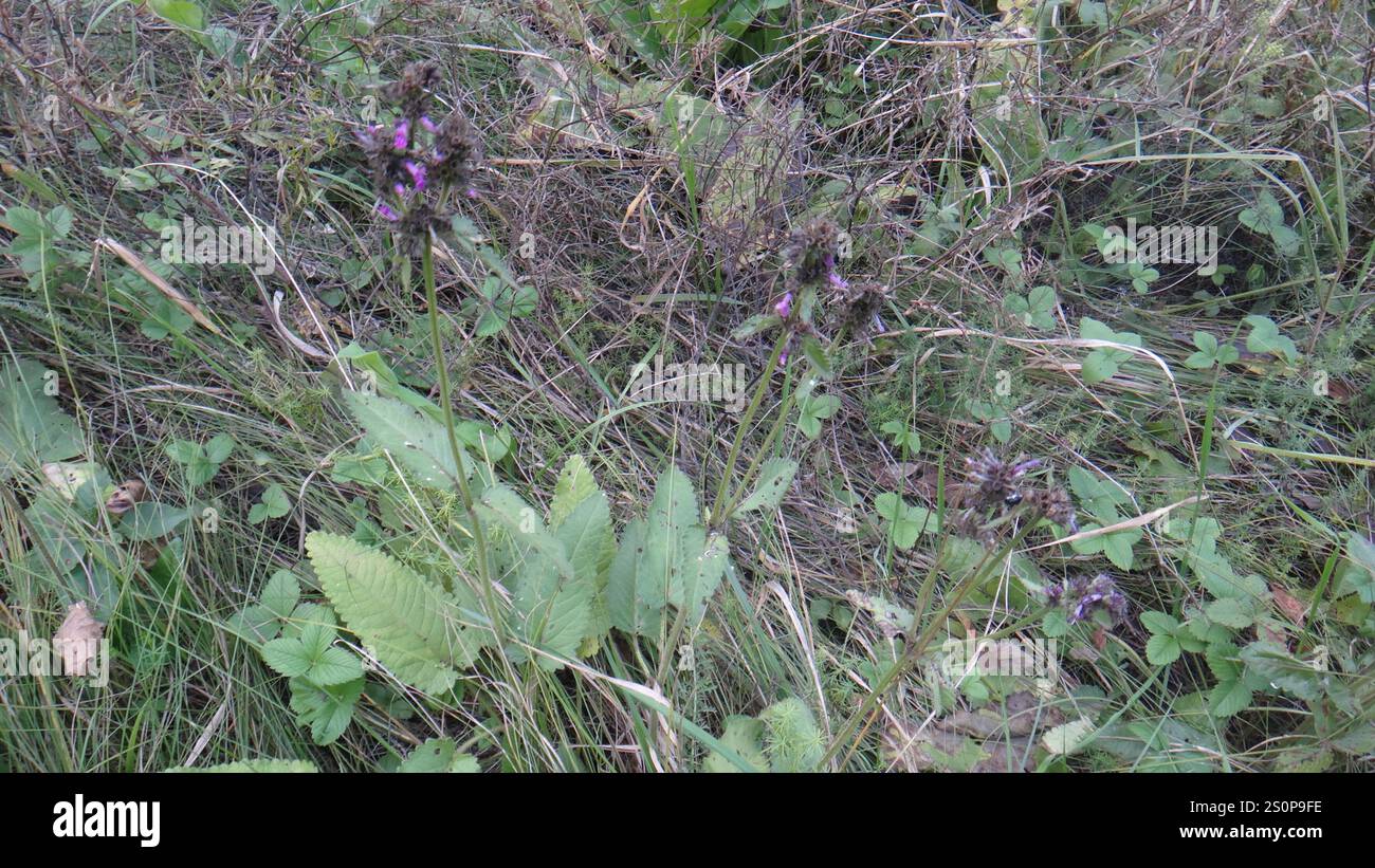 common hedge-nettle (Betonica officinalis Stock Photo - Alamy