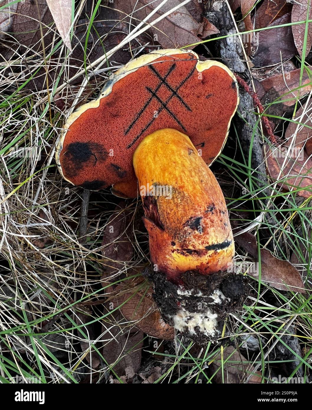 Liver Bolete (Suillellus amygdalinus Stock Photo - Alamy