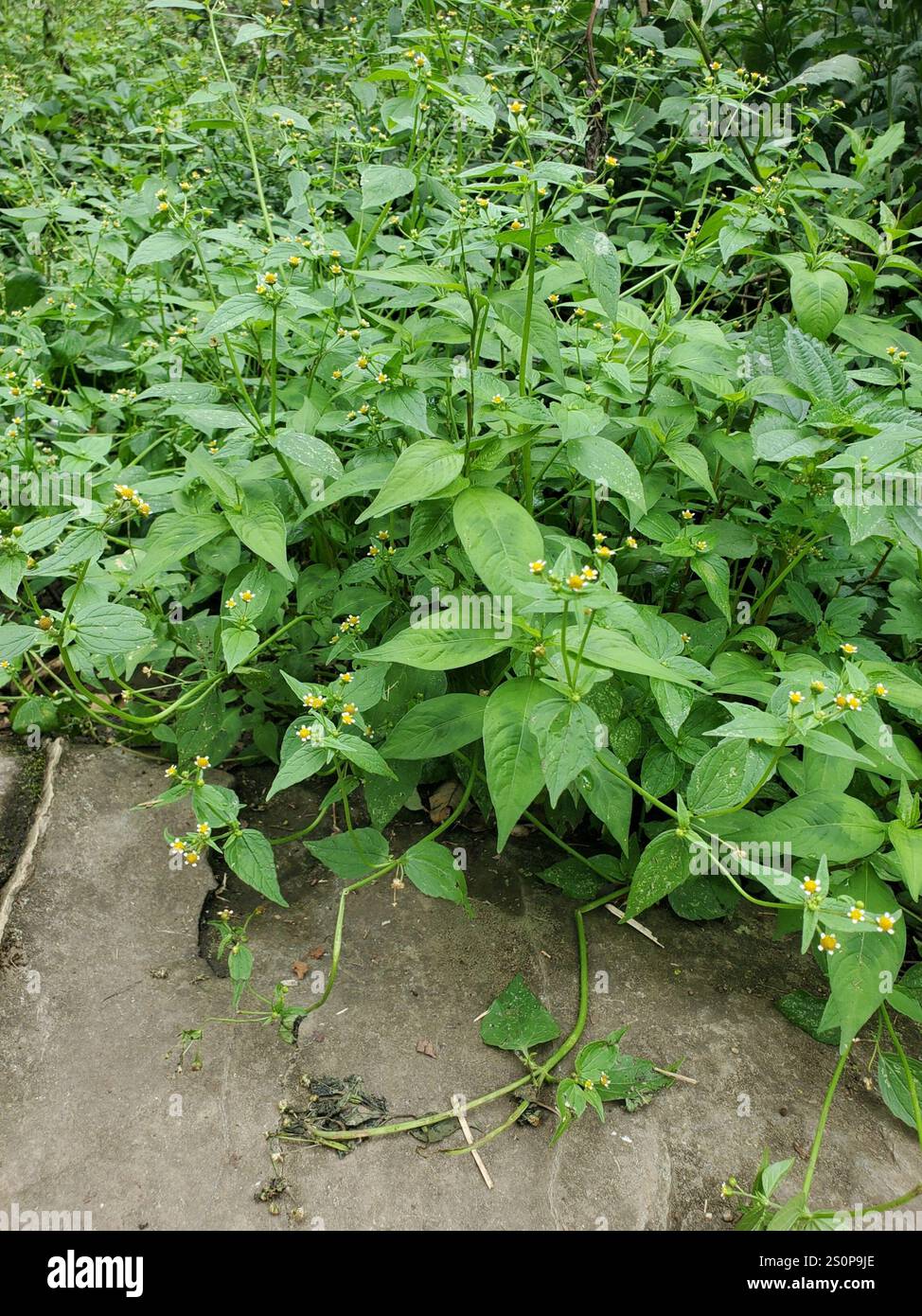shaggy soldier (Galinsoga quadriradiata Stock Photo - Alamy