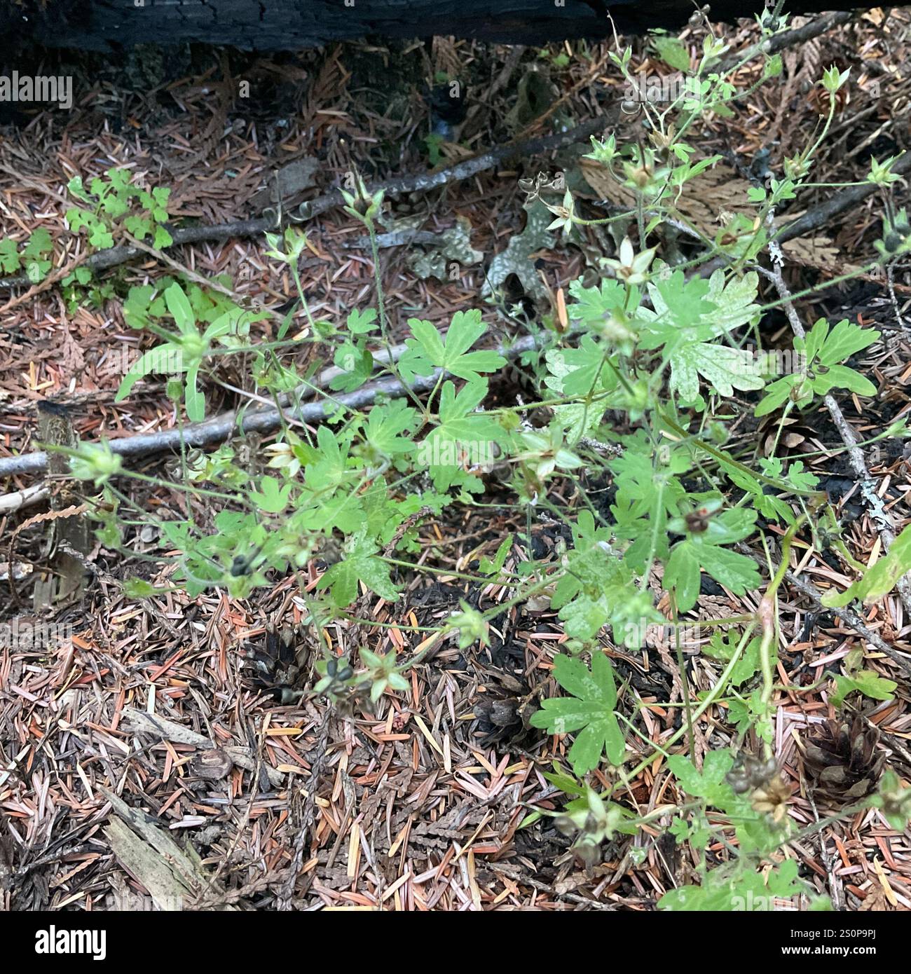 Geranium bicknellii hi-res stock photography and images - Alamy