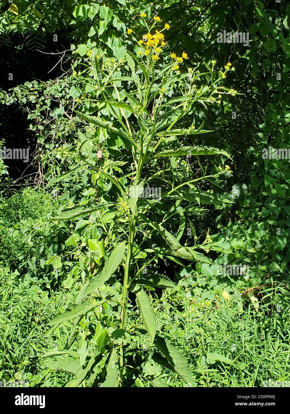 Wingstem (Verbesina alternifolia Stock Photo - Alamy