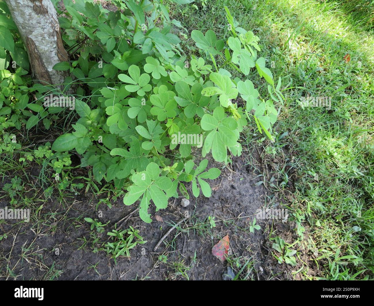 American Sicklepod (Senna obtusifolia Stock Photo - Alamy