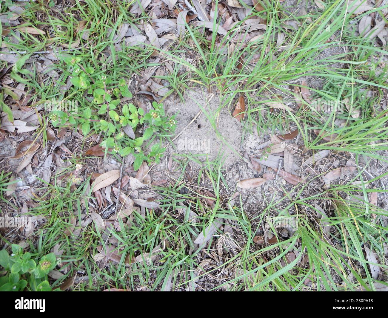 Buren's Pyramid Ant (Dorymyrmex bureni Stock Photo - Alamy