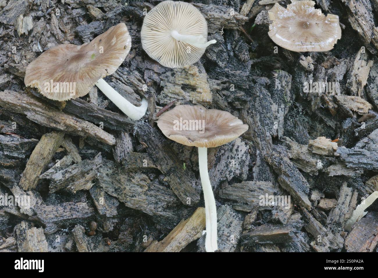 Netted Fieldcap (Bolbitius reticulatus Stock Photo - Alamy