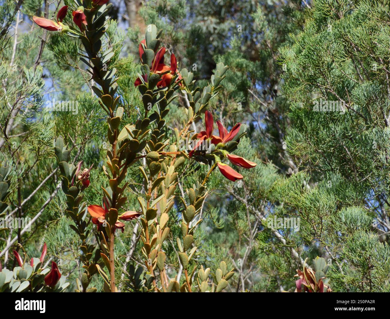 Cockies Tongue (Templetonia retusa Stock Photo - Alamy