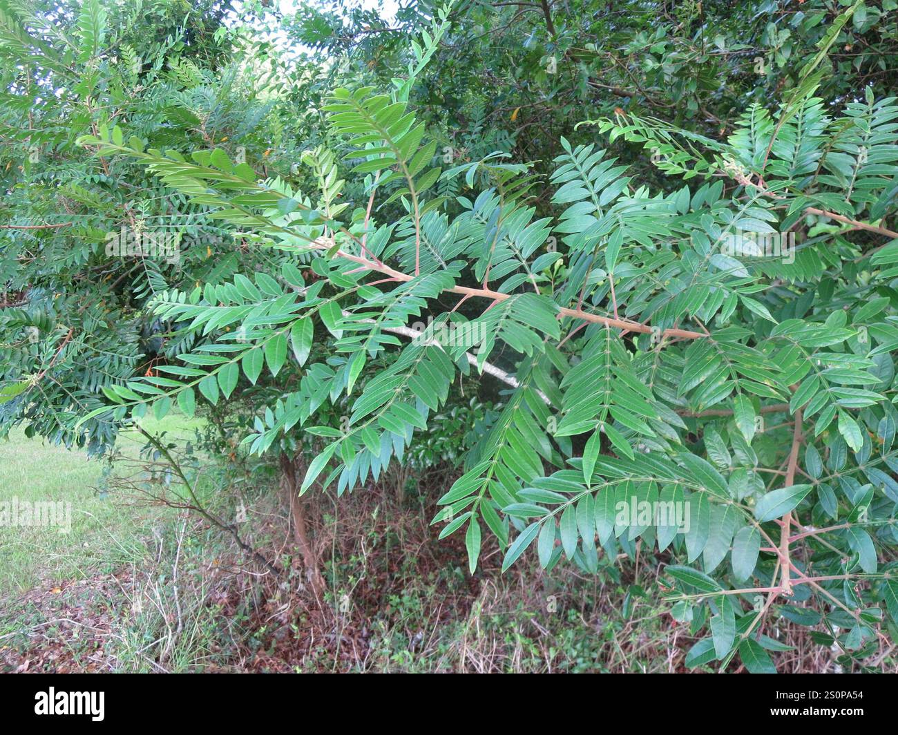 shining sumac (Rhus copallinum Stock Photo - Alamy