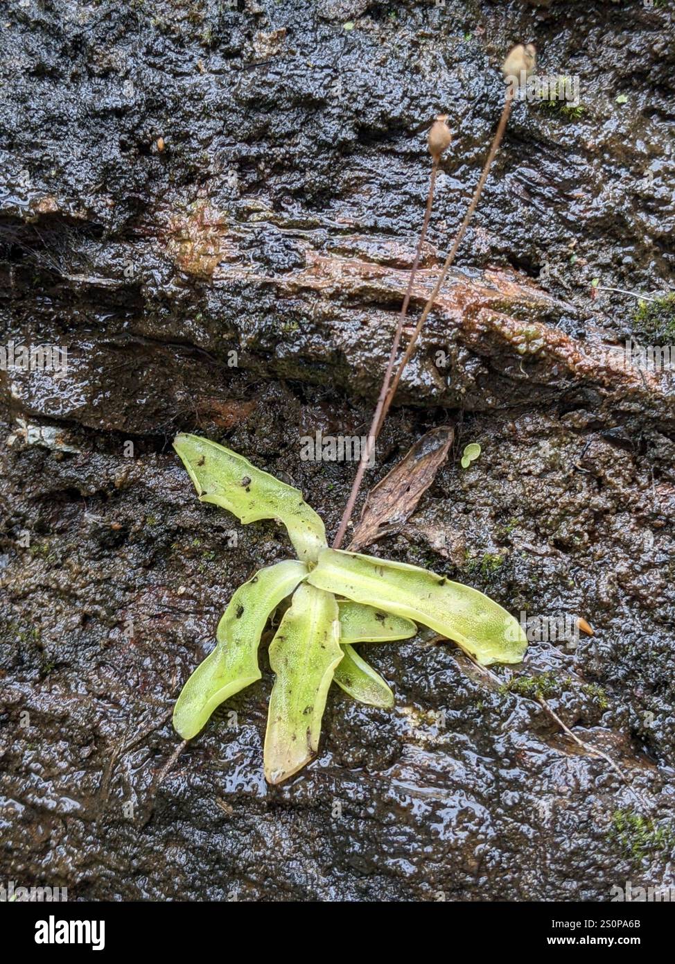 Common Butterwort (Pinguicula vulgaris Stock Photo - Alamy