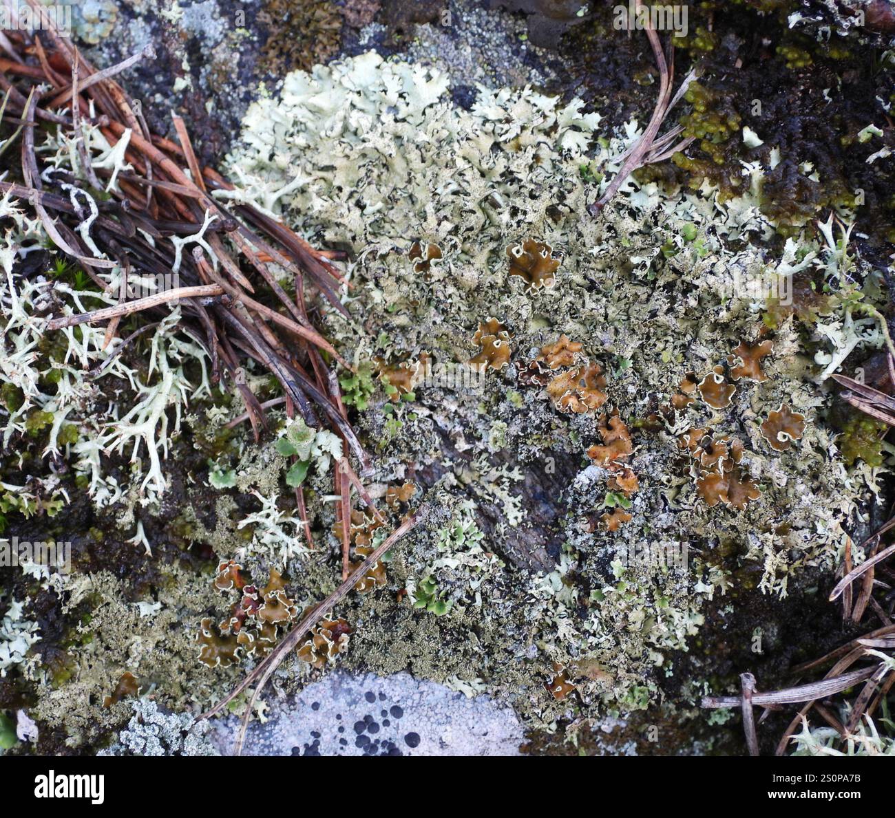Peppered Rock-shield (Xanthoparmelia conspersa Stock Photo - Alamy