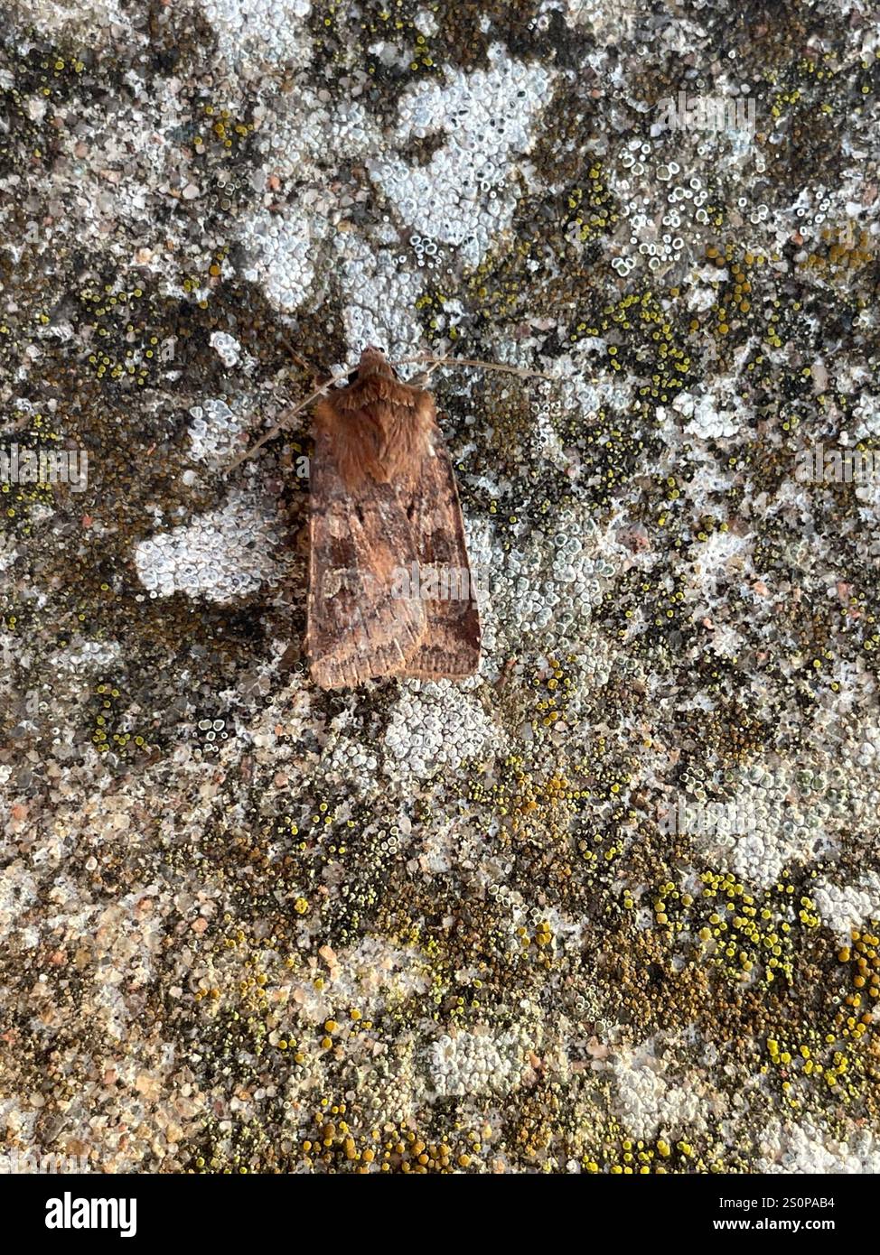 Small Square-spot (Diarsia rubi Stock Photo - Alamy