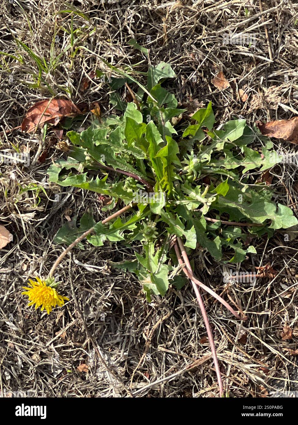 common dandelion (Taraxacum officinale Stock Photo - Alamy