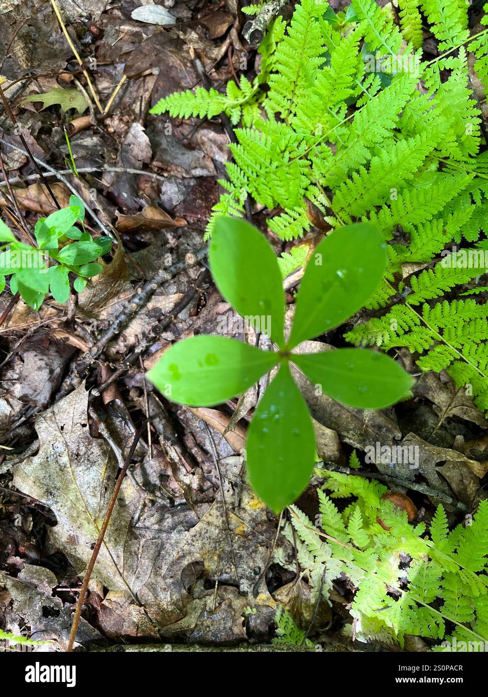 Large Whorled Pogonia (Isotria verticillata Stock Photo - Alamy
