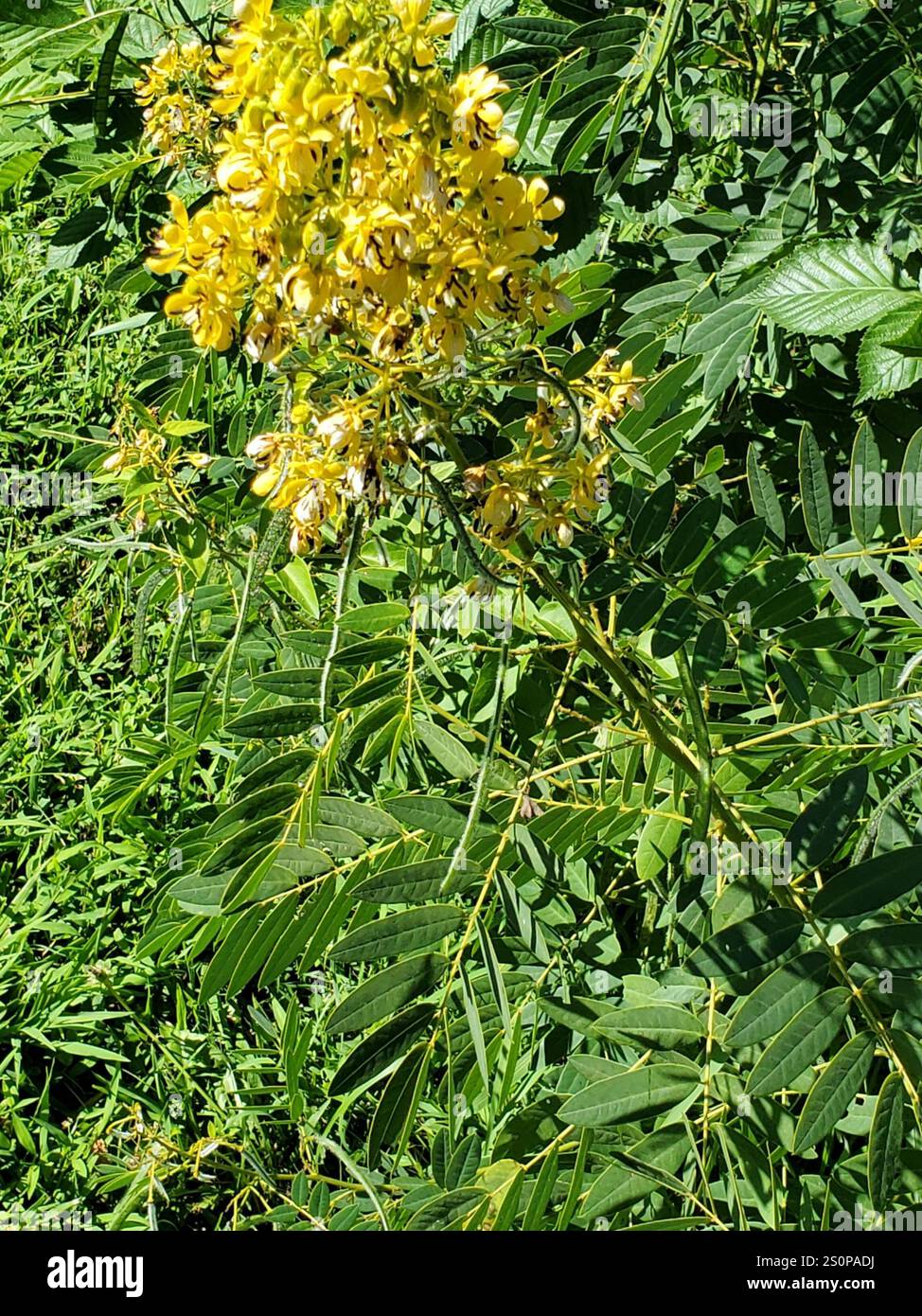 American senna (Senna hebecarpa Stock Photo - Alamy