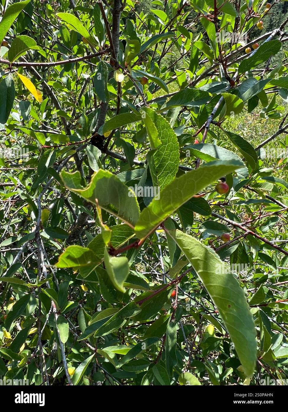 Bitter cherry (Prunus emarginata Stock Photo - Alamy