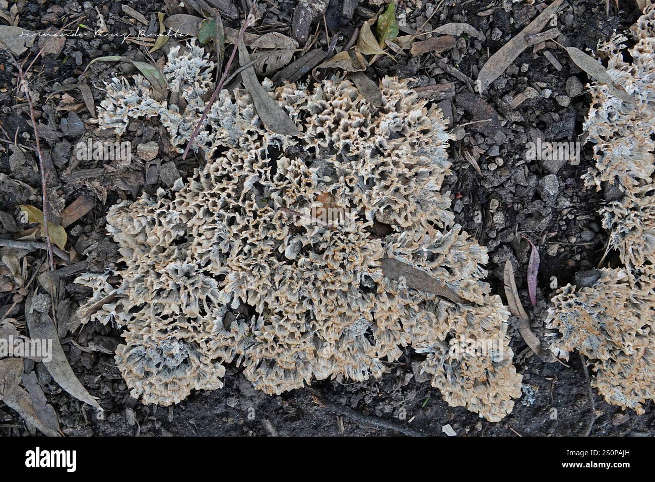poretooth rosette (Irpex rosettiformis Stock Photo - Alamy