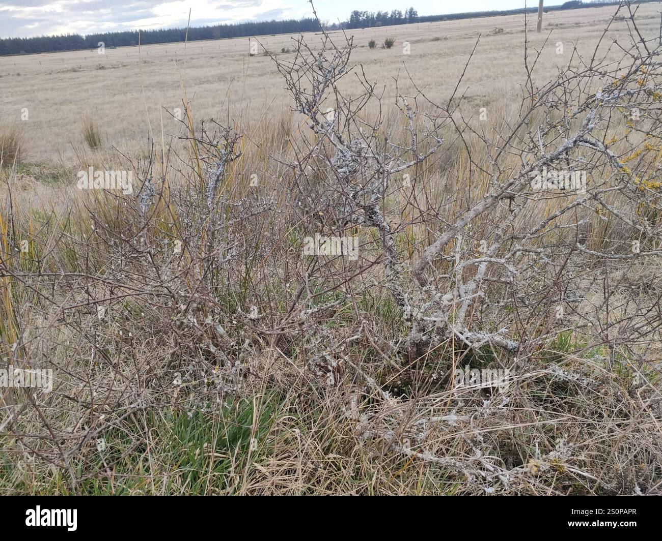 Canterbury Plains tree daisy (Olearia adenocarpa Stock Photo - Alamy