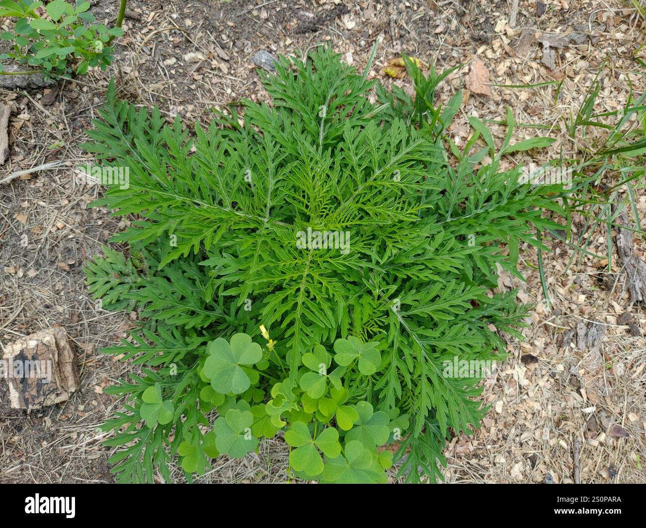 common ragweed (Ambrosia artemisiifolia Stock Photo - Alamy