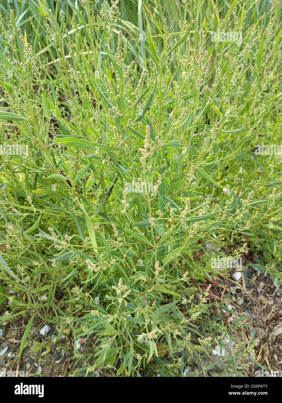 Subfamily chenopodioideae hi-res stock photography and images - Alamy