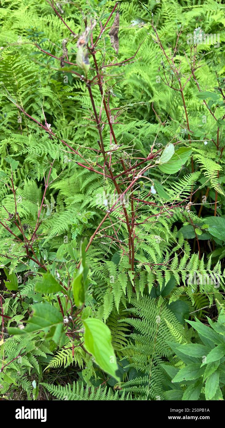 red osier dogwood (Cornus sericea Stock Photo - Alamy