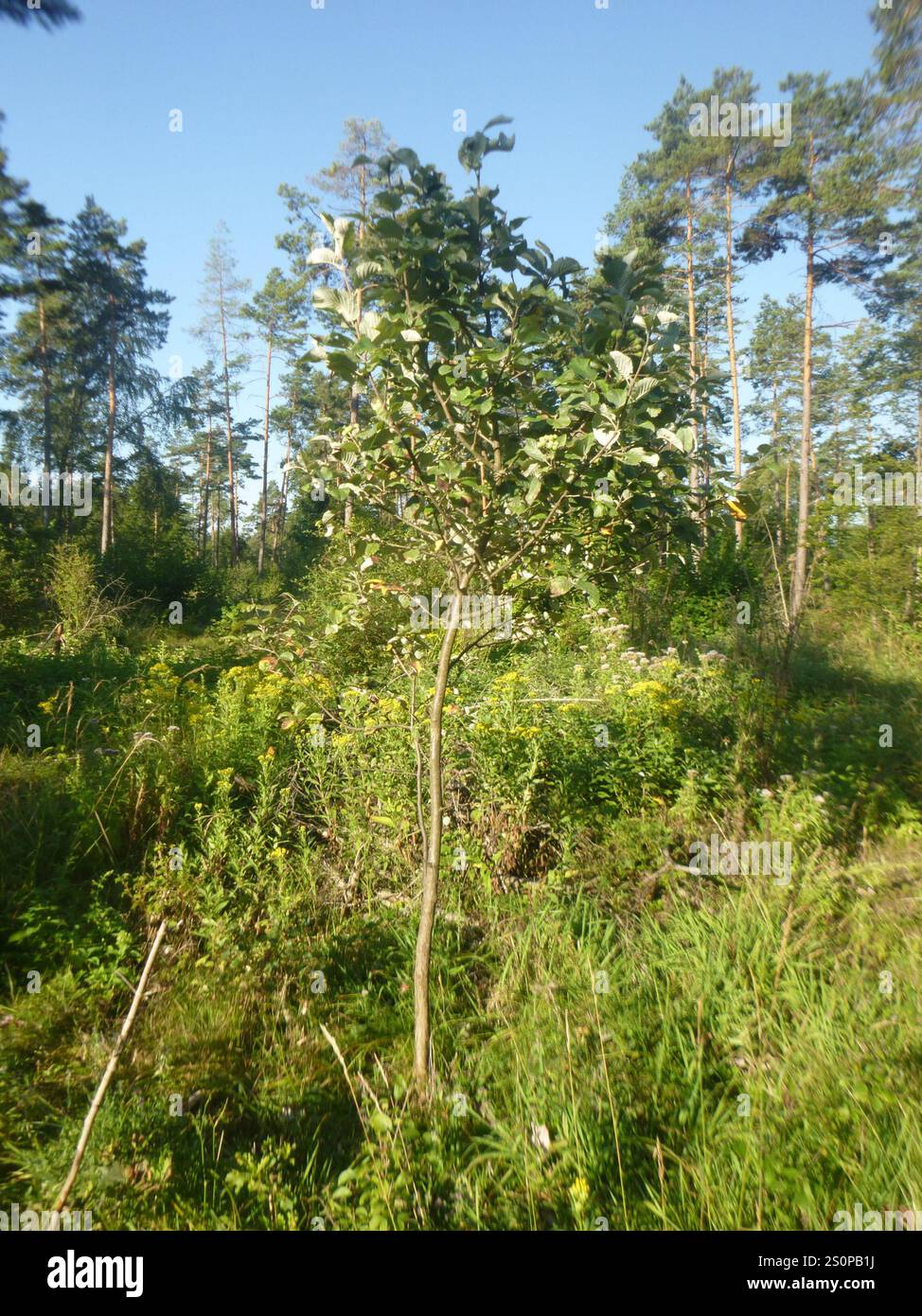 Common Whitebeam and Allies (Aria Stock Photo - Alamy