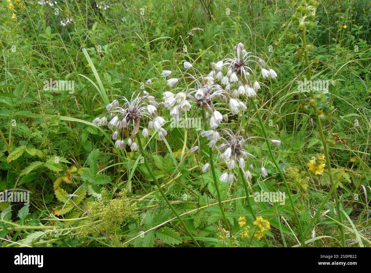 field garlic (Allium oleraceum Stock Photo - Alamy