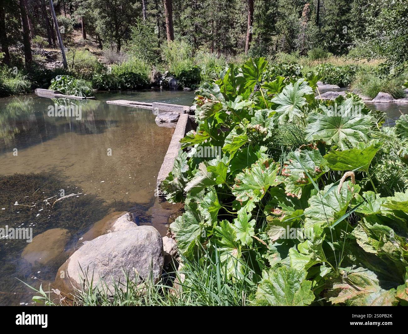 Umbrella Plant (Darmera peltata Stock Photo - Alamy