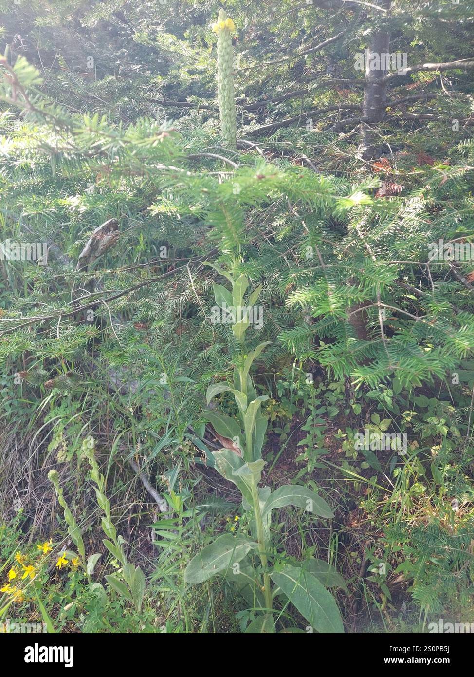 great mullein (Verbascum thapsus Stock Photo - Alamy