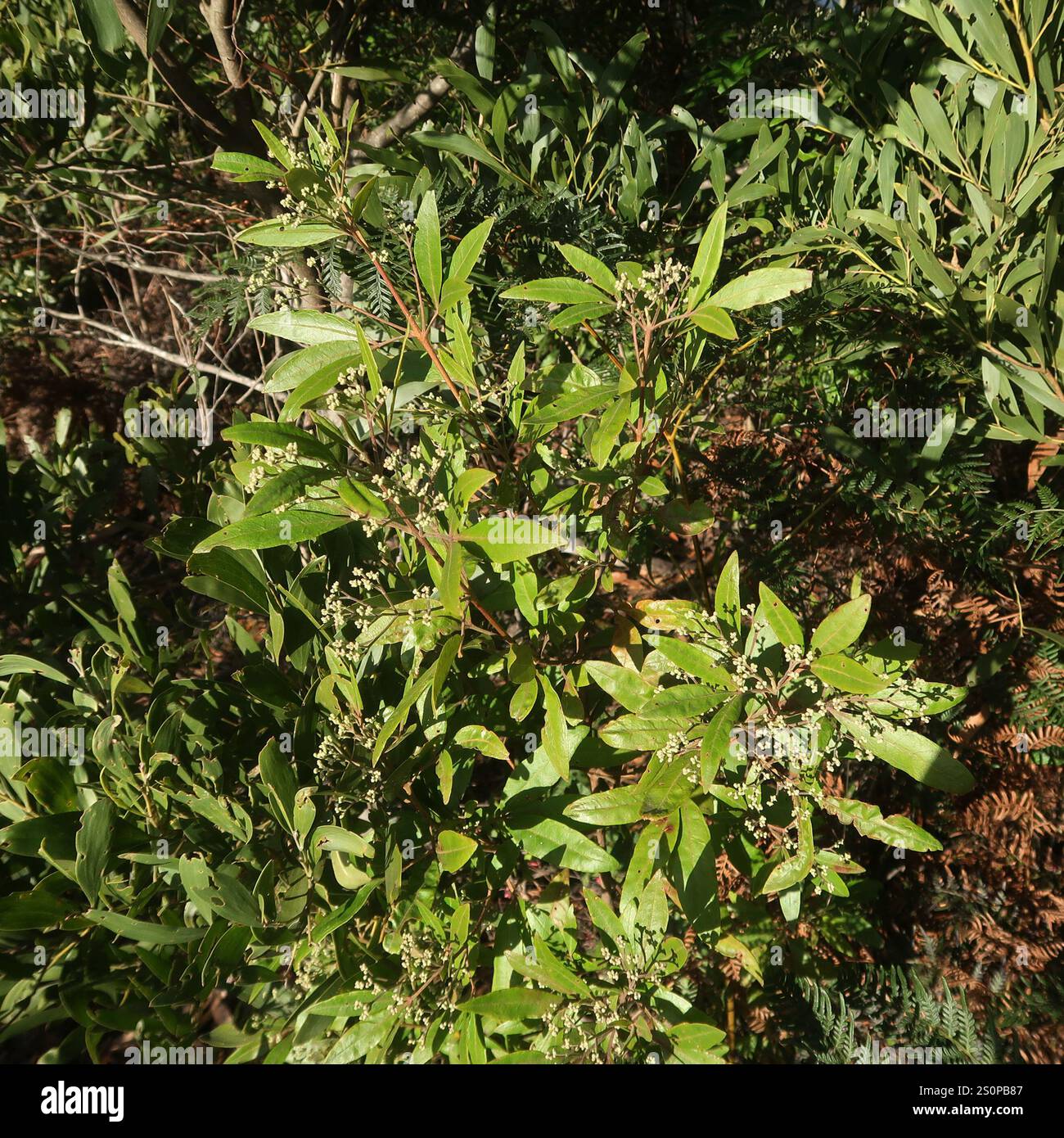(Zieria arborescens arborescens Stock Photo - Alamy