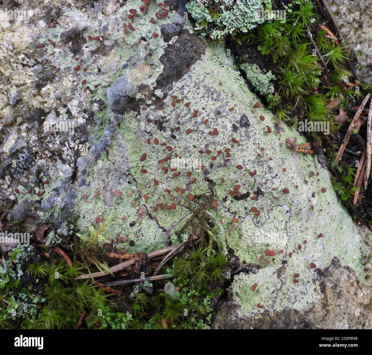 Brown Beret Lichen (Baeomyces rufus Stock Photo - Alamy