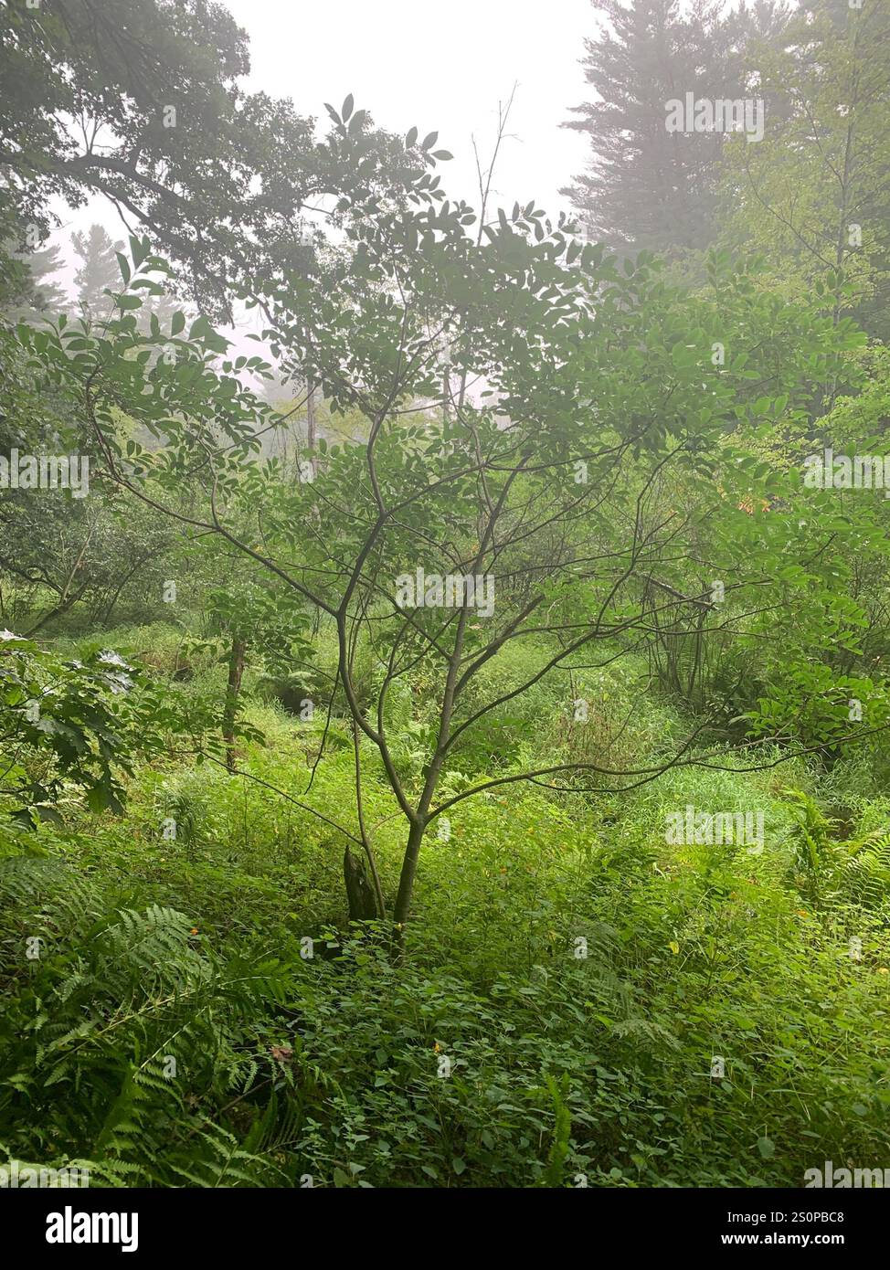 poison sumac (Toxicodendron vernix Stock Photo - Alamy
