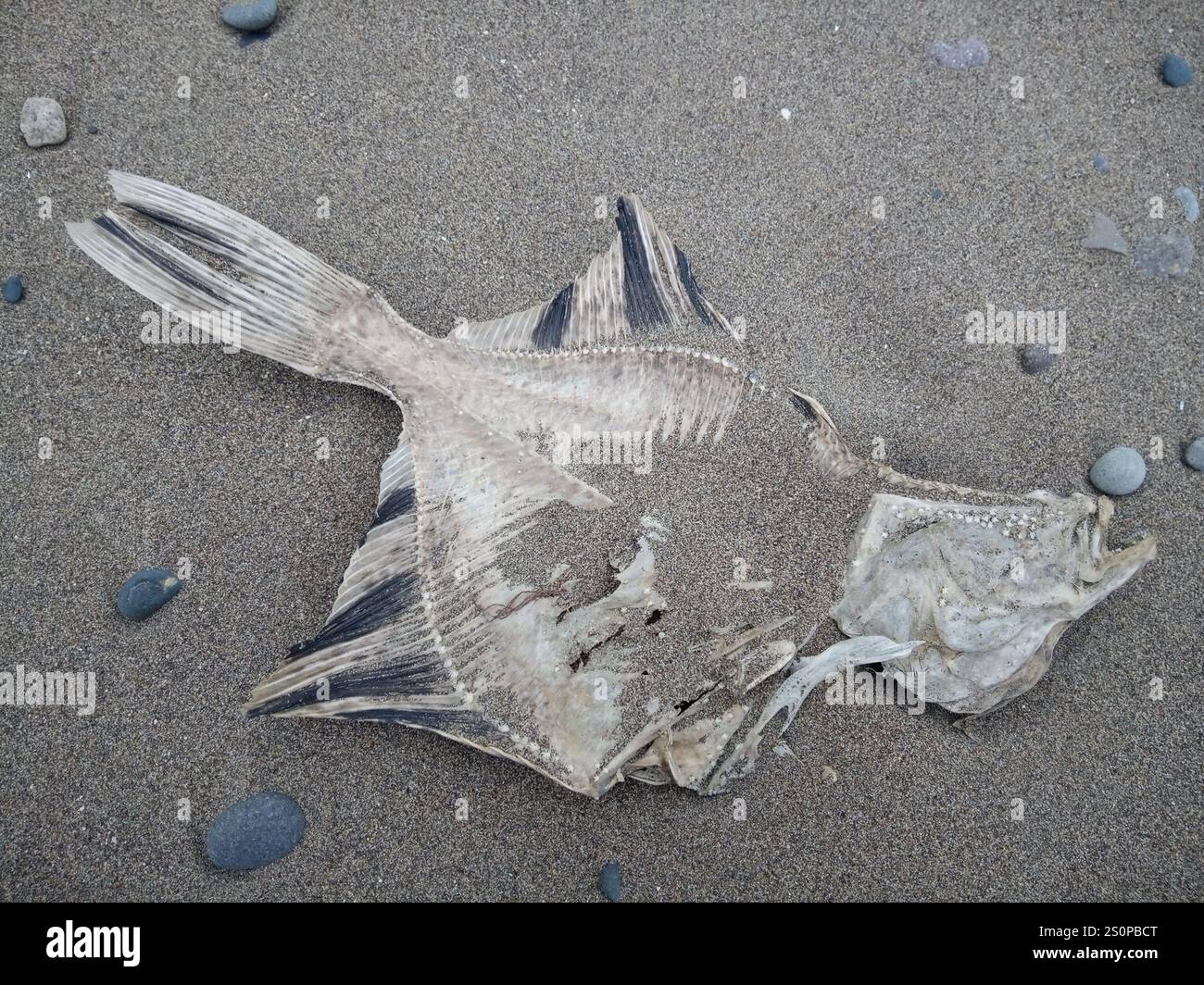 Starry Flounder (Platichthys stellatus Stock Photo - Alamy