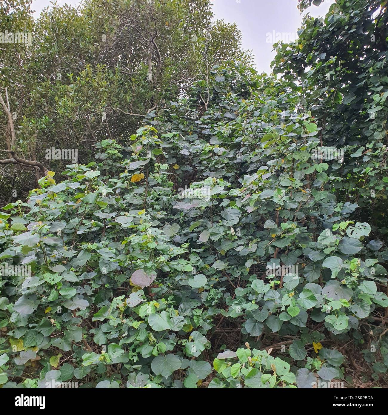 sea hibiscus (Hibiscus tiliaceus Stock Photo - Alamy