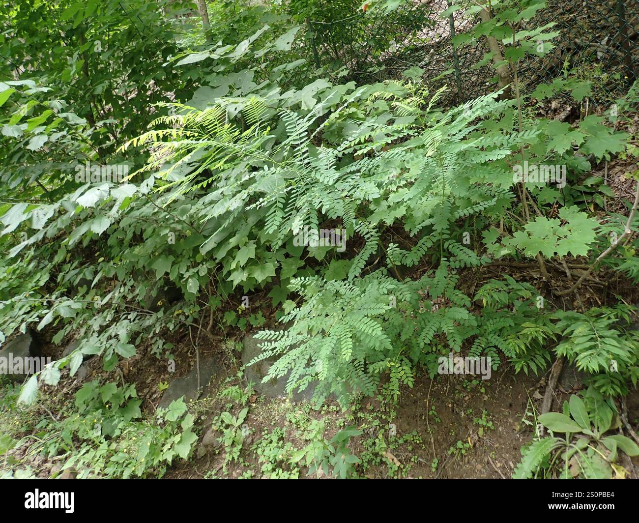 thornless honey locust (Gleditsia triacanthos inermis Stock Photo - Alamy