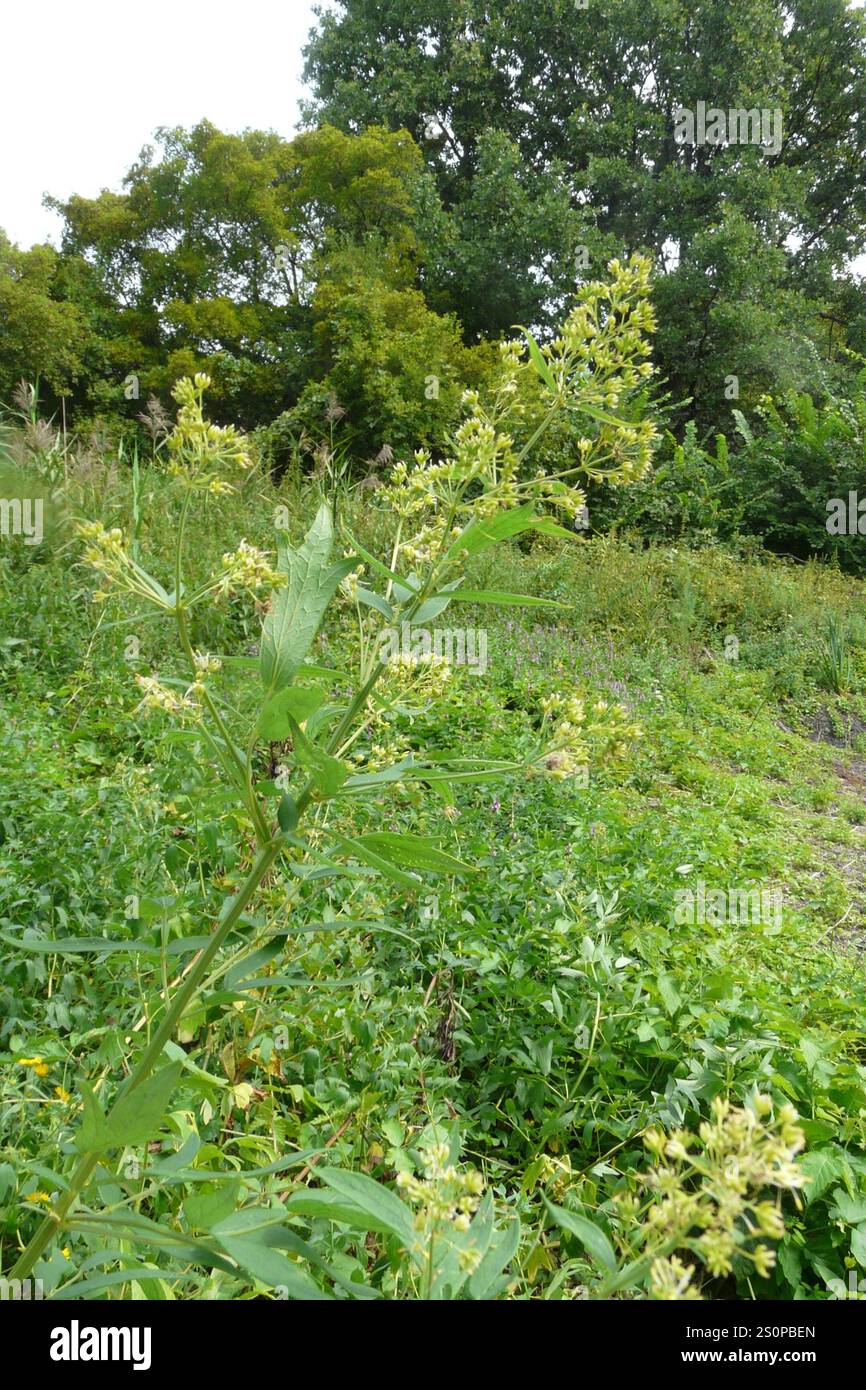 Common Meadow-rue (Thalictrum flavum Stock Photo - Alamy