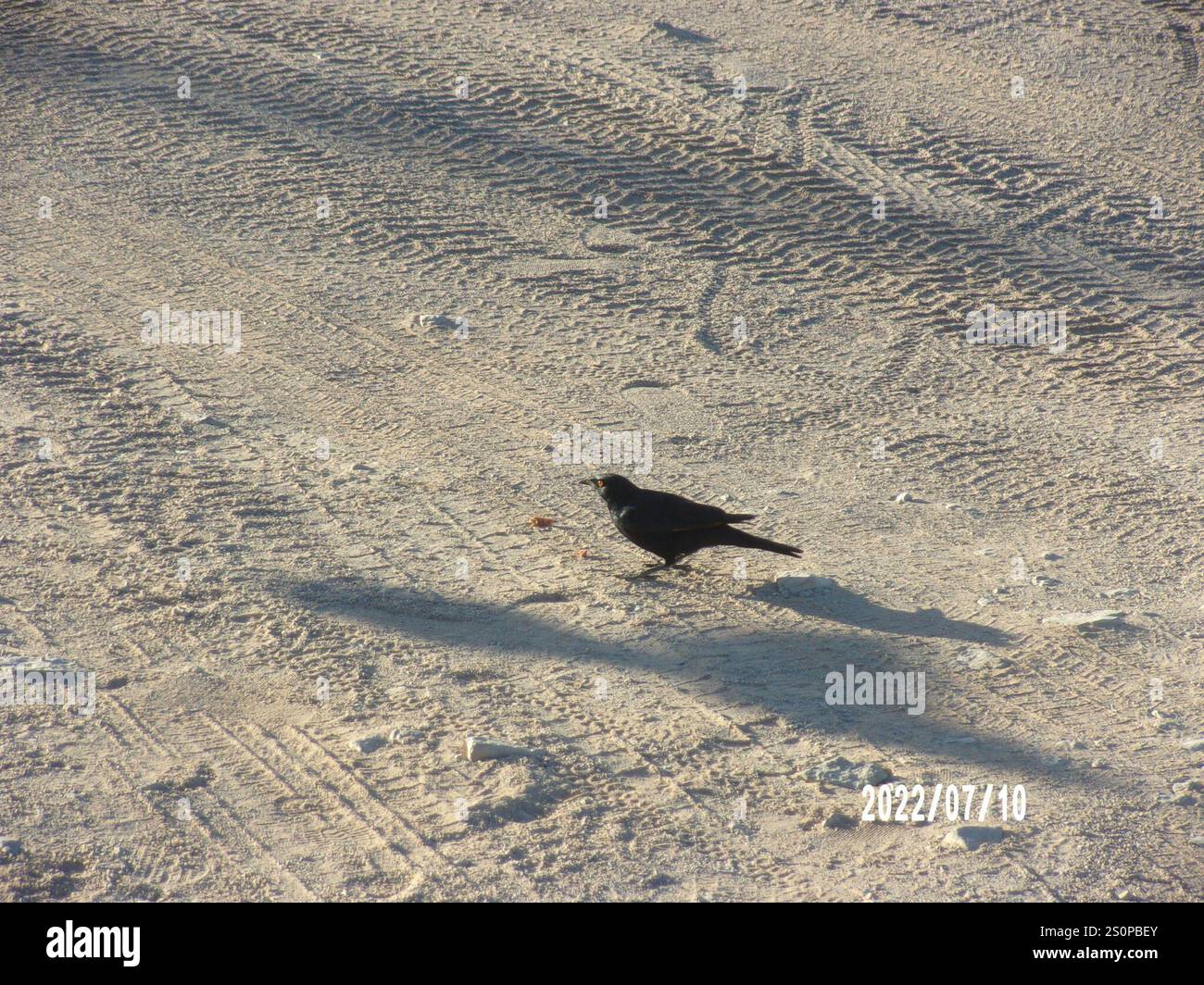 Pale-winged Starling (Onychognathus nabouroup Stock Photo - Alamy