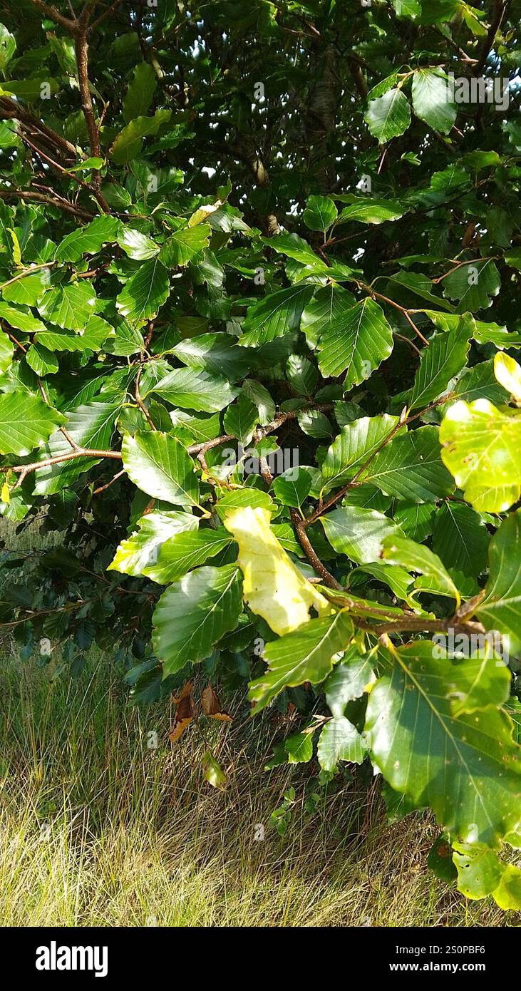 European beech (Fagus sylvatica Stock Photo - Alamy