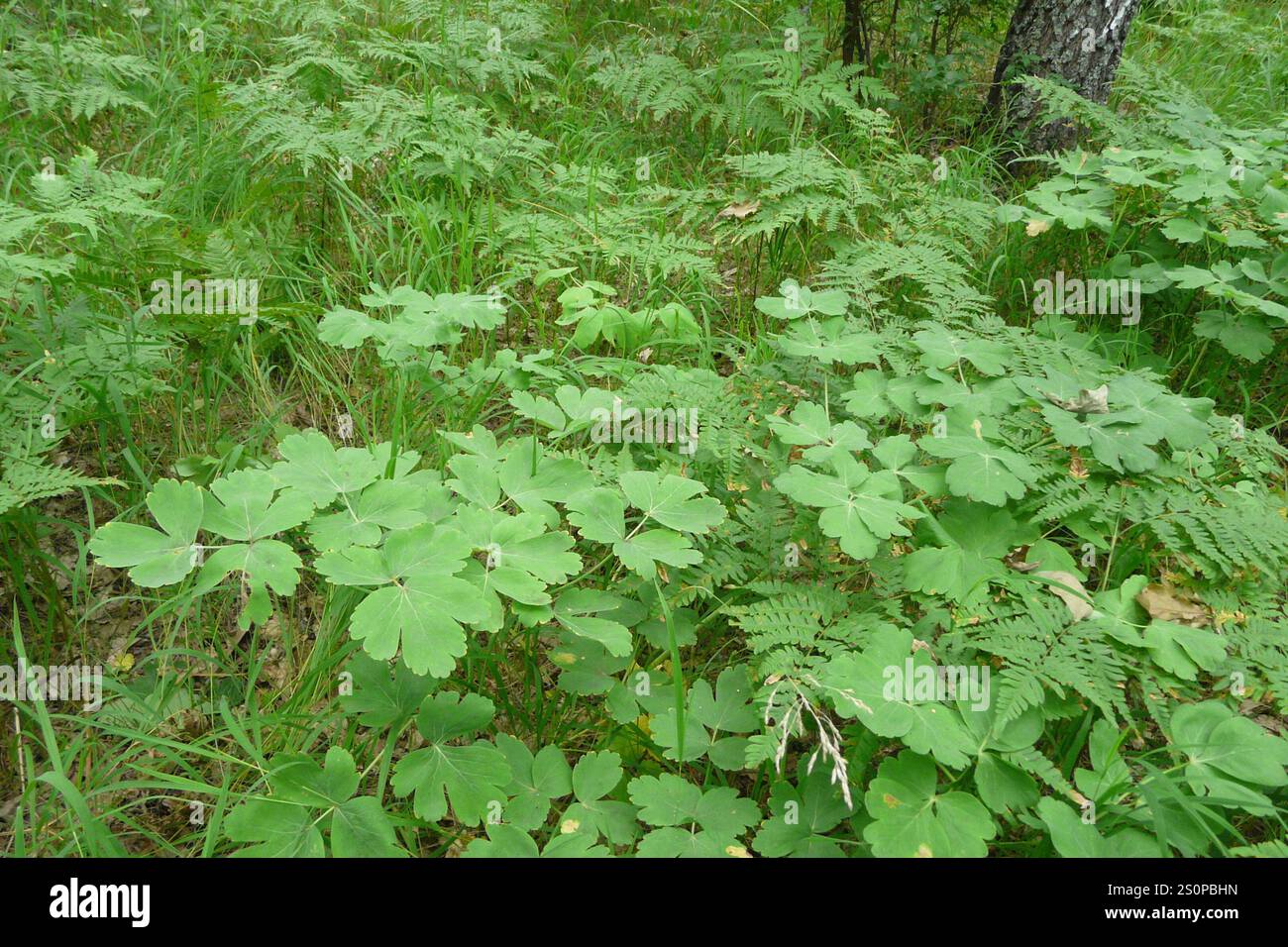 Horse Caraway (Laser trilobum Stock Photo - Alamy