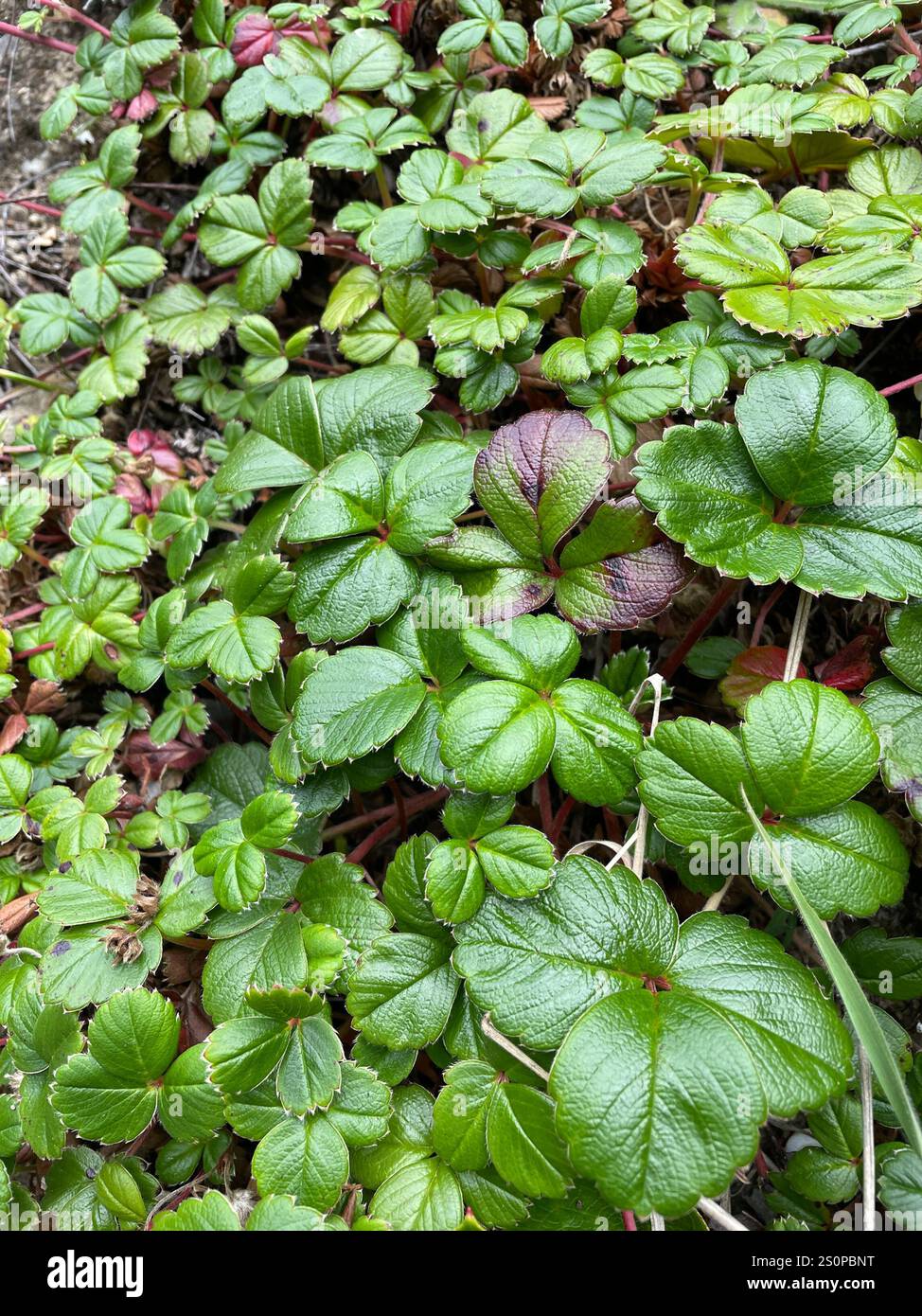 beach strawberry (Fragaria chiloensis Stock Photo - Alamy