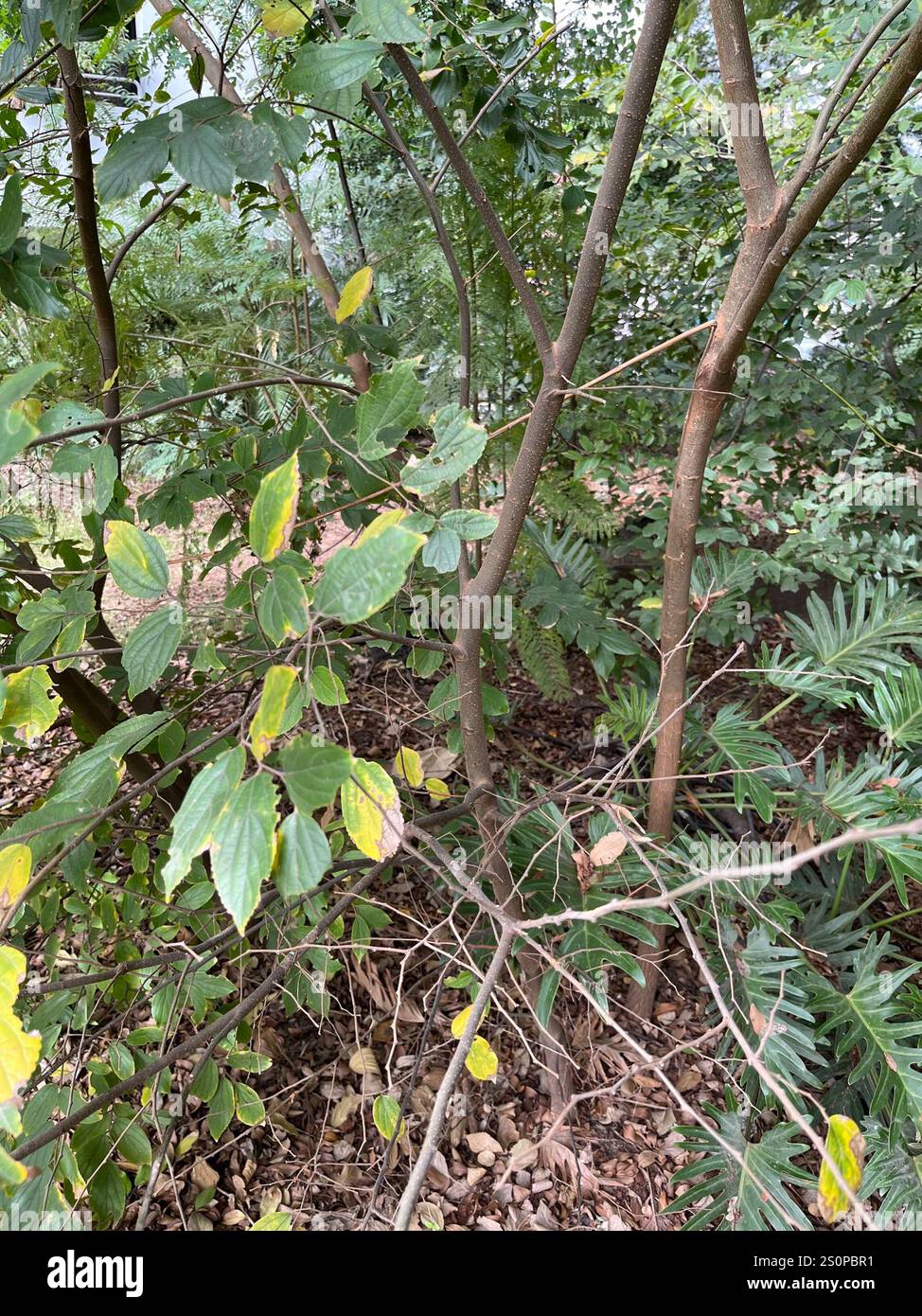 Chinese Hackberry (Celtis sinensis Stock Photo - Alamy