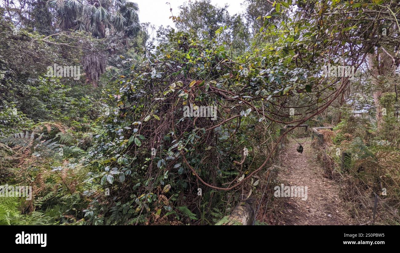 Five-Leaved Water Vine (Apocissus hypoglauca Stock Photo - Alamy