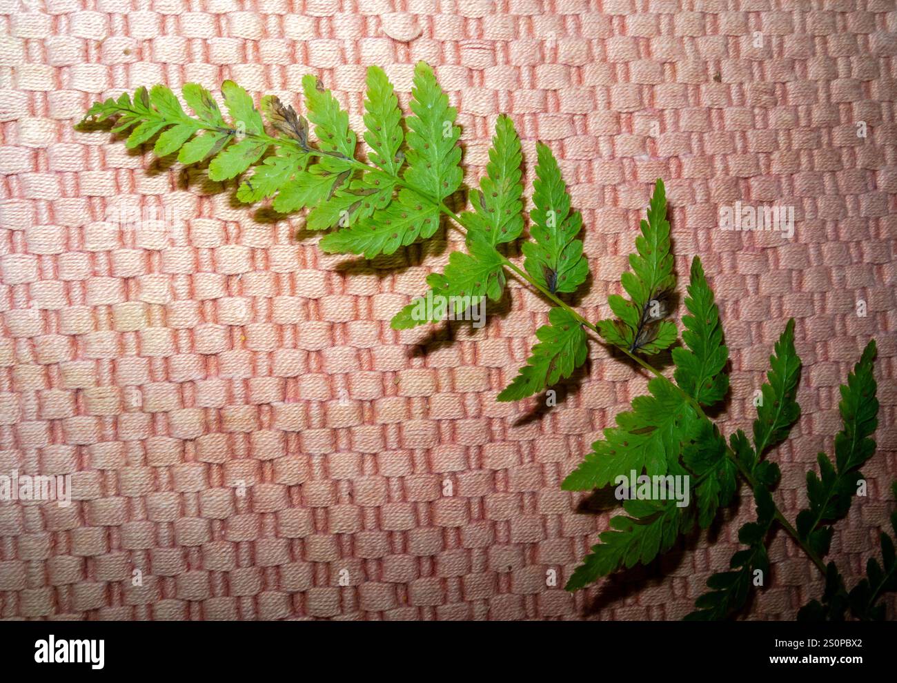 fragile ferns (Cystopteris Stock Photo - Alamy