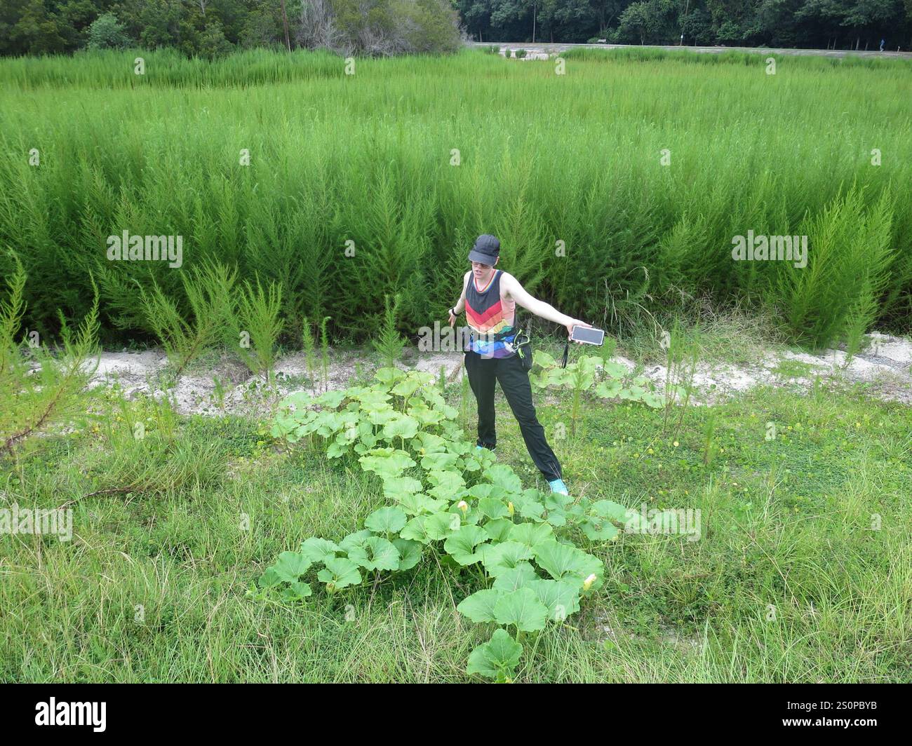 winter squash (Cucurbita maxima Stock Photo - Alamy
