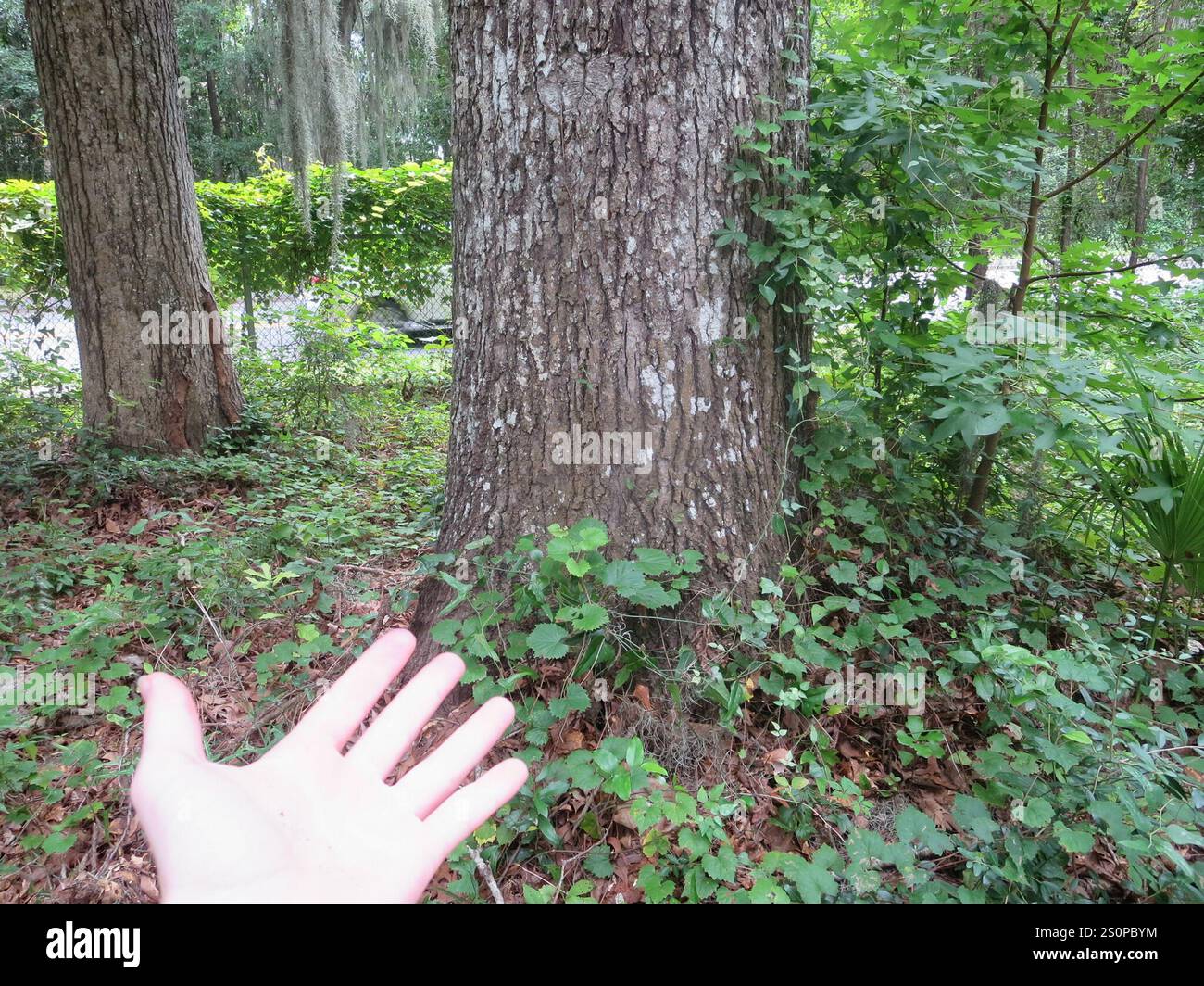 southern red oak (Quercus falcata Stock Photo - Alamy
