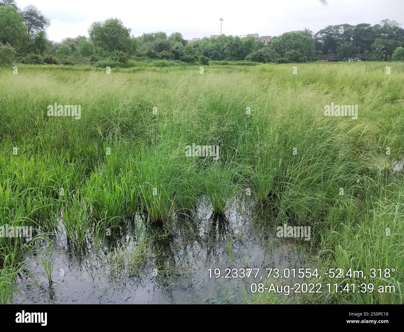 sprangletop (Diplachne fusca Stock Photo - Alamy