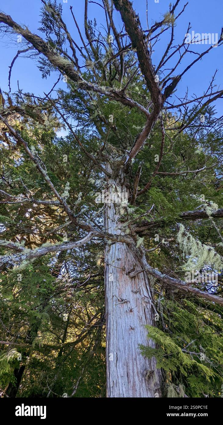 Alaska yellow cedar (Callitropsis nootkatensis Stock Photo - Alamy