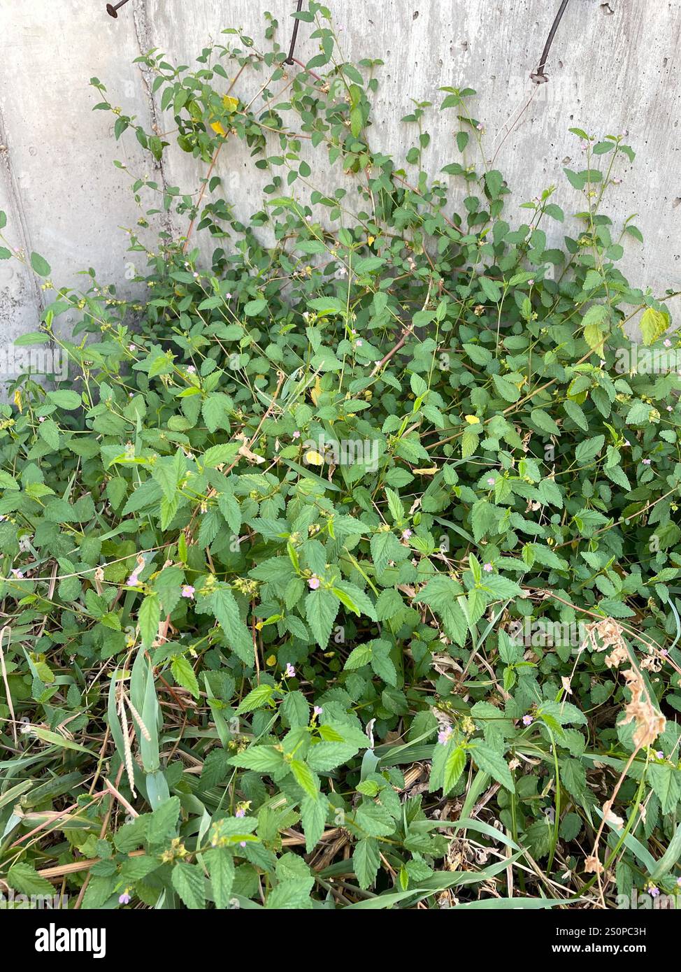 Pyramid Flower (Melochia pyramidata Stock Photo - Alamy