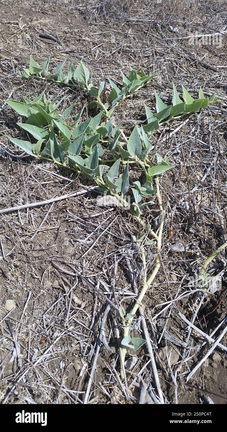 Buffalo Gourd (Cucurbita foetidissima Stock Photo - Alamy