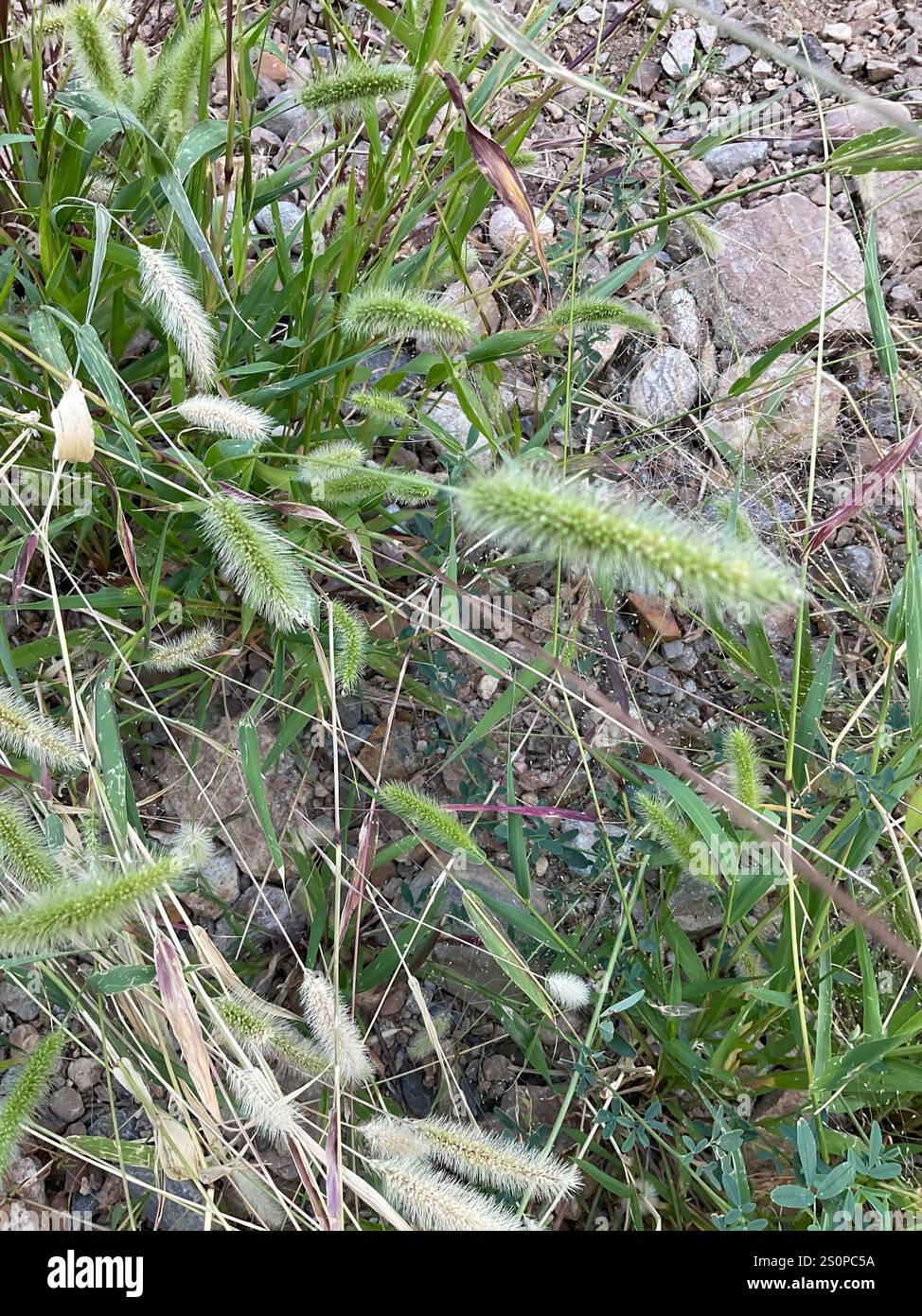 Green Bristle Grass (Setaria viridis Stock Photo - Alamy