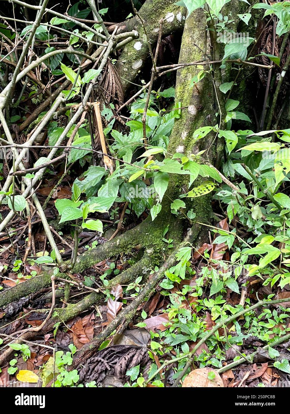 trumpet-tree (Cecropia obtusifolia Stock Photo - Alamy
